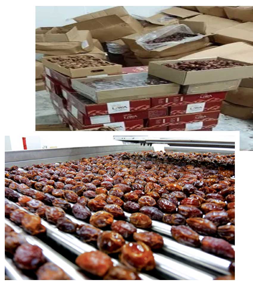 Dates Storage Freezer Rooms : Firstcool